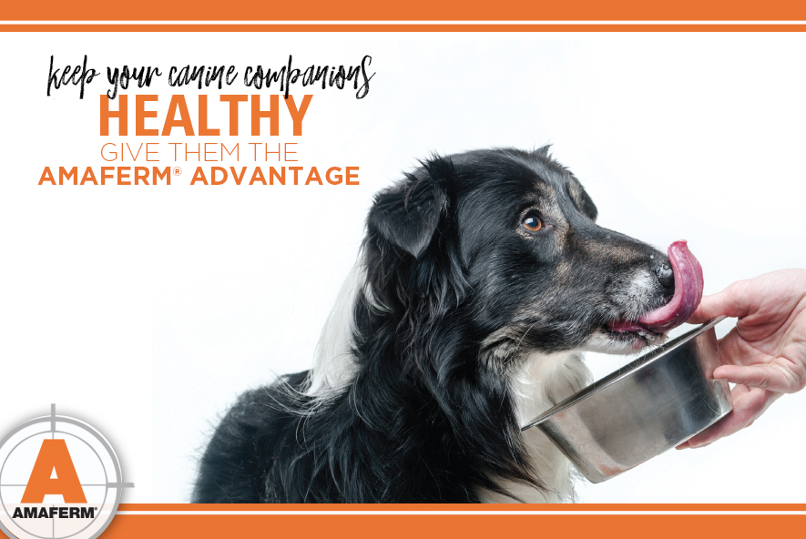 Keep Your Canine Companions Healthy - BioZyme Additive