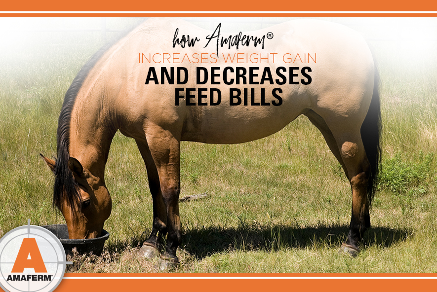 How Amaferm® Increases Weight Gain and Decreases Feed Bills - BioZyme ...