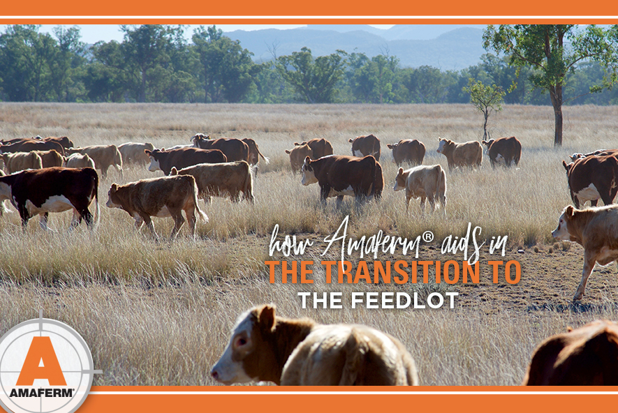 How Amaferm® Aids in the Transition to the Feedlot - BioZyme Additive