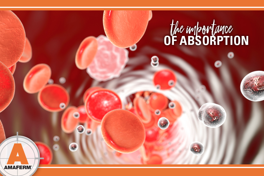 The Importance of Absorption - BioZyme Additive