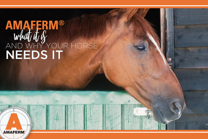 Amaferm® What It Is and Why Your Horse Needs It - BioZyme Additive