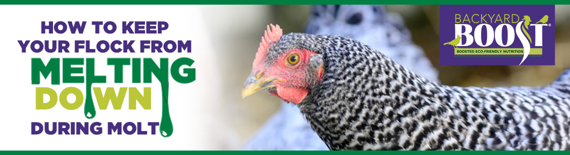 Backyard Boost – Boosted Eco-Friendly Nutrition