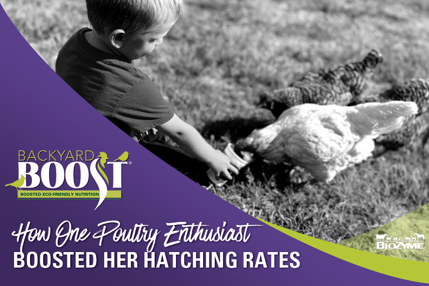 Homepage Backyard Boost