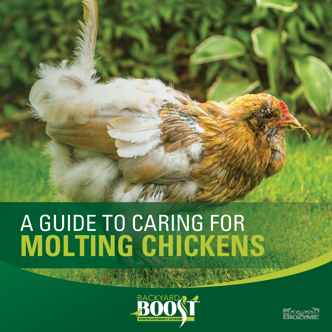 Homepage - Backyard Boost