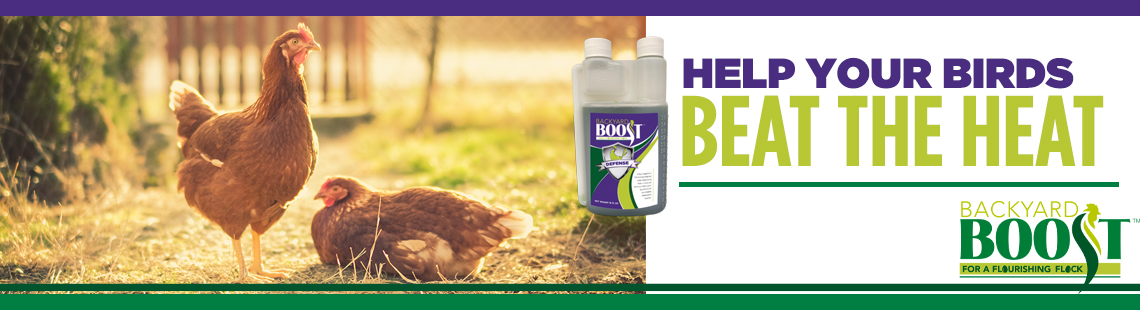 Backyard Boost – For a Flourishing Flock