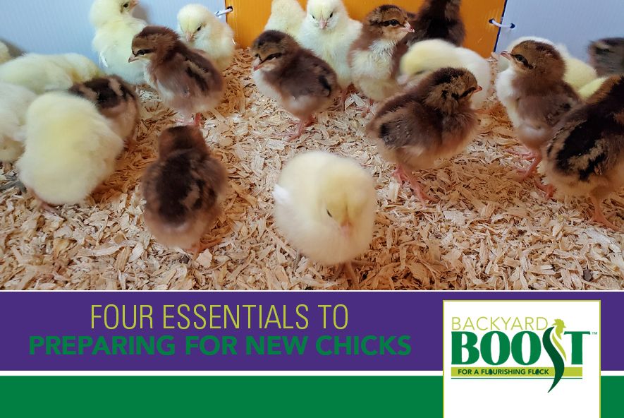 Backyard Boost – For a Flourishing Flock