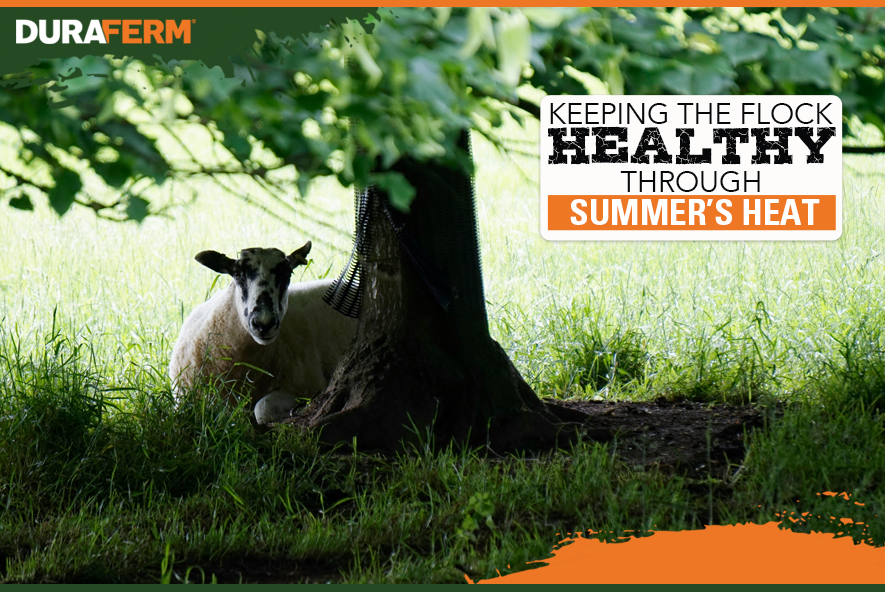 Keeping The Flock Healthy Through Summer S Heat Duraferm