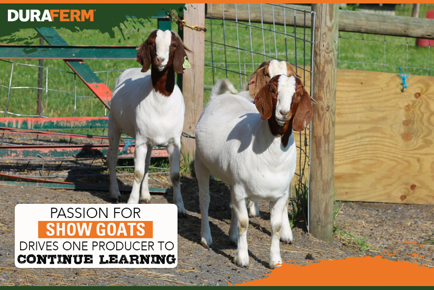 Passion for Show Goats Drives one Producer to Continue Learning - DuraFerm