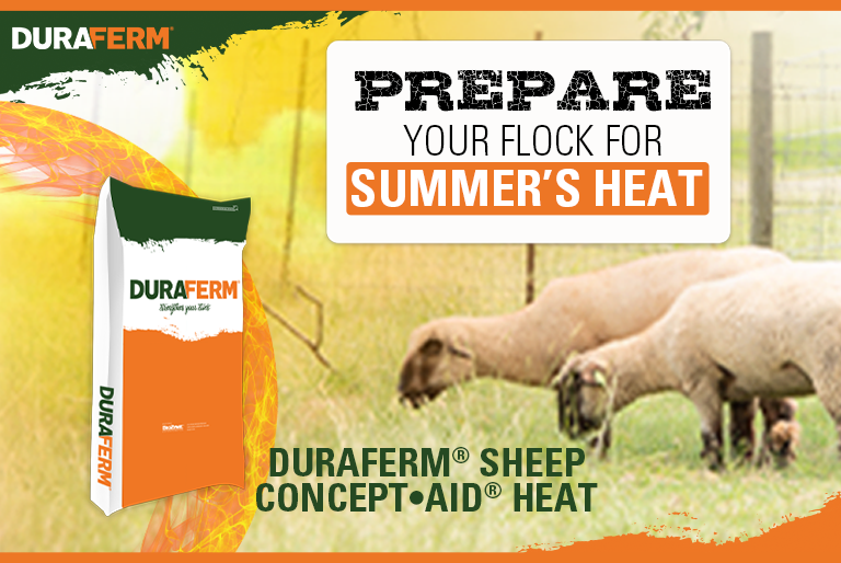 How to Prepare Your Flock for Summer’s HEAT - DuraFerm