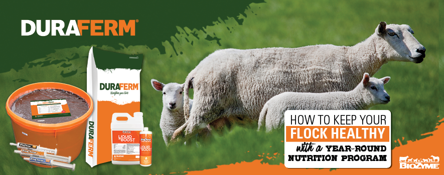 How to Meet Sheep Dietary Needs with a Year-Round Nutrition Program