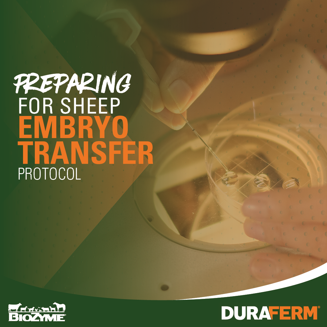 Boost the Success Rate of Your Sheep Embryo Transfer Protocol