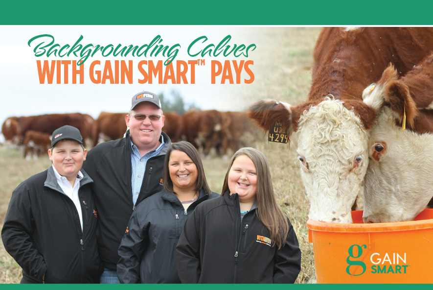 Backgrounding Calves with Gain Smart Pays - Gain Smart