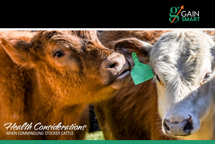 Health Considerations When Commingling Stocker Cattle - Gain Smart