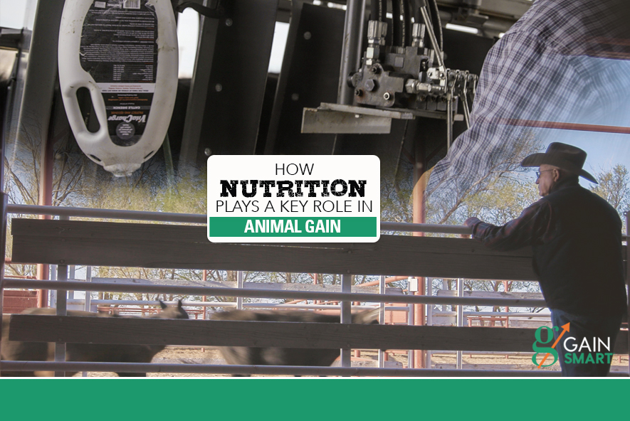 How Nutrition Plays a Key Role in Animal Gains - Gain Smart