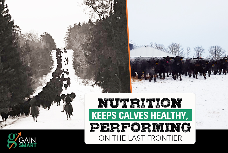 Nutrition Keeps Calves Healthy, Performing on the Last Frontier - Gain ...