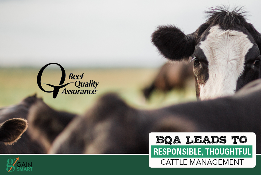 BQA Leads to Responsible, Thoughtful Cattle Management - Gain Smart
