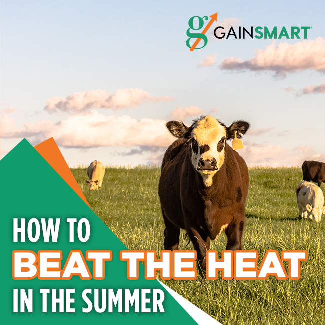 How to Beat the Heat in the Summer - Gain Smart