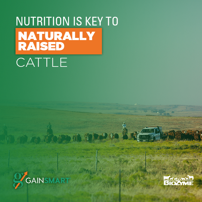 Nutrition is Key to Raising All-Natural Cattle - Gain Smart