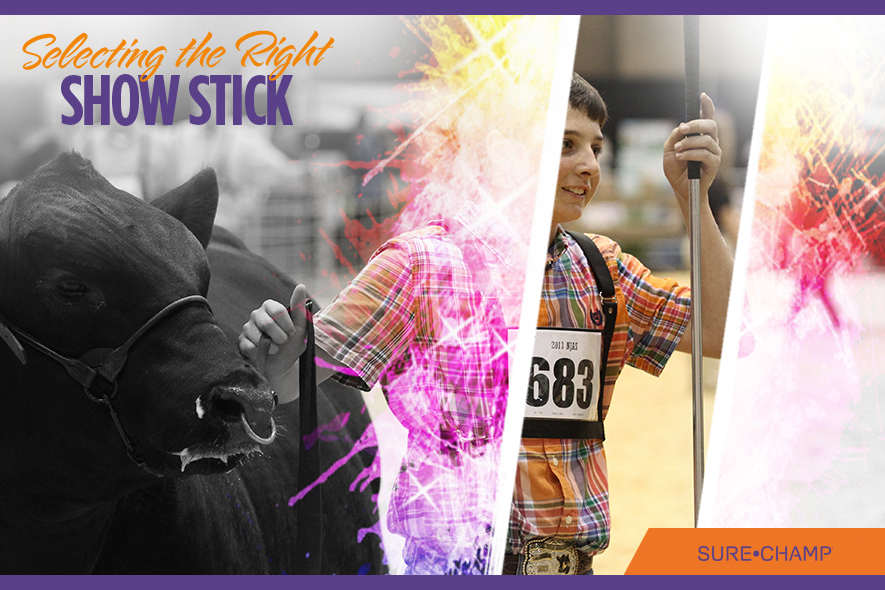 Selecting the Right Show Stick - Sure Champ