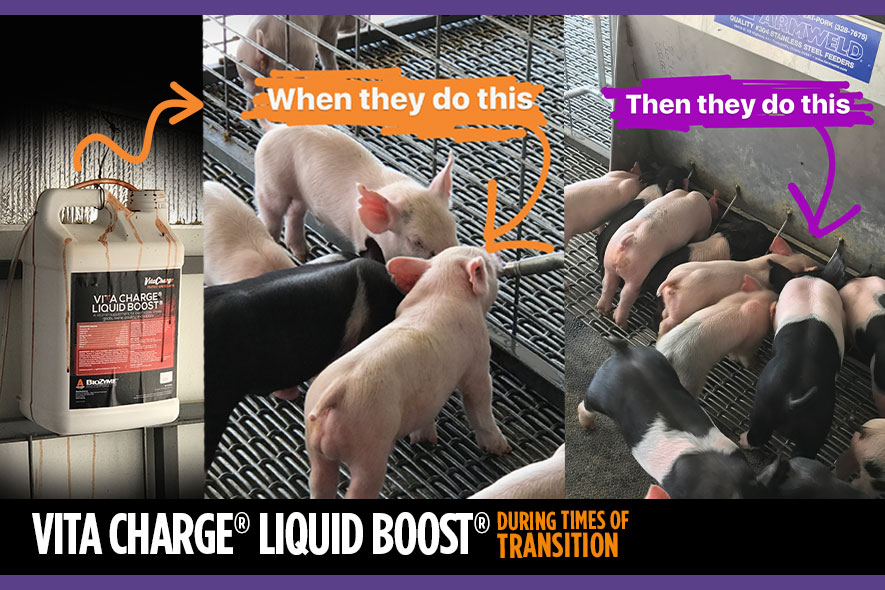 Using Vita Charge Liquid Boost During Times of Transition - Sure Champ