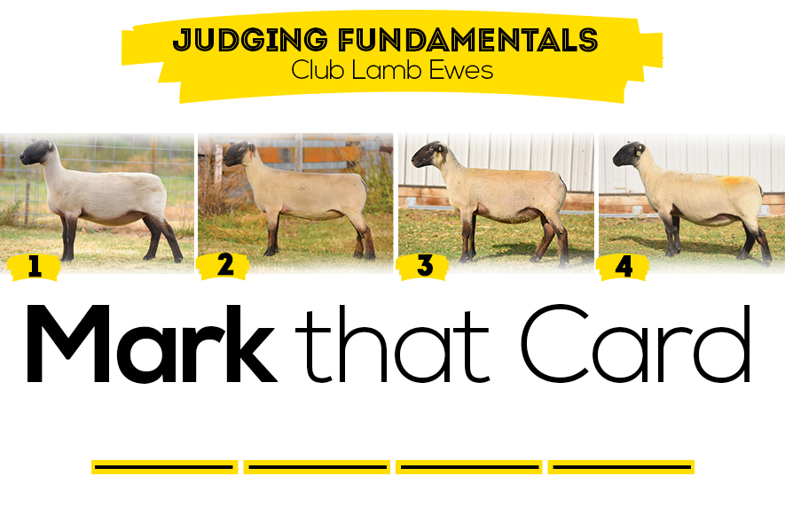 Mark That Card: Club Lamb Ewes Results - Sure Champ