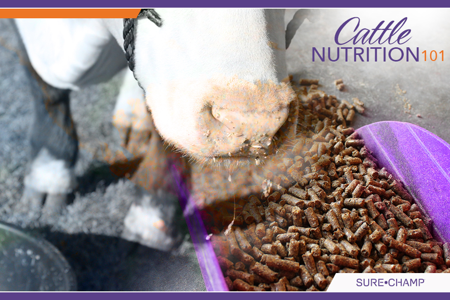 Cattle Nutrition 101 - Sure Champ