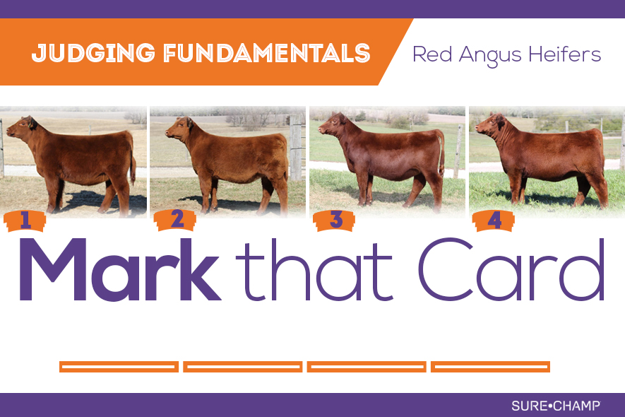 Mark That Card: Red Angus Heifers - Sure Champ