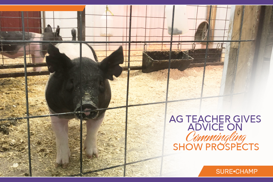 Ag Teacher Gives Advice on Commingling Show Prospects - Sure Champ