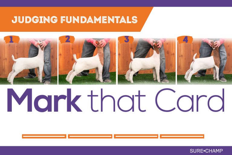 Judging Classes - Sure Champ