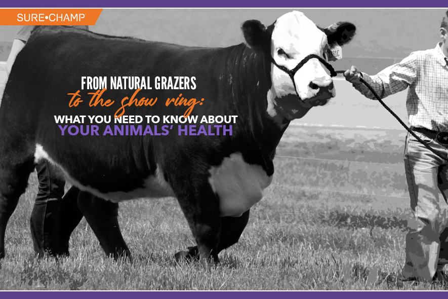 From Natural Grazers to the Show Ring: What you Need to Know about your ...