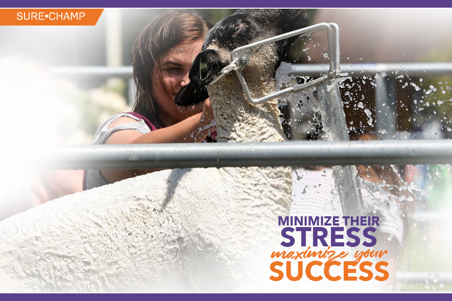 Getting Started with Show Lambs - Sure Champ