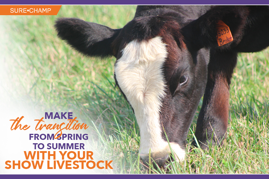 Making the Transition from Spring to Summer with your Show Livestock ...