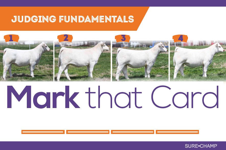 Mark that Card: Charolais heifers - Sure Champ