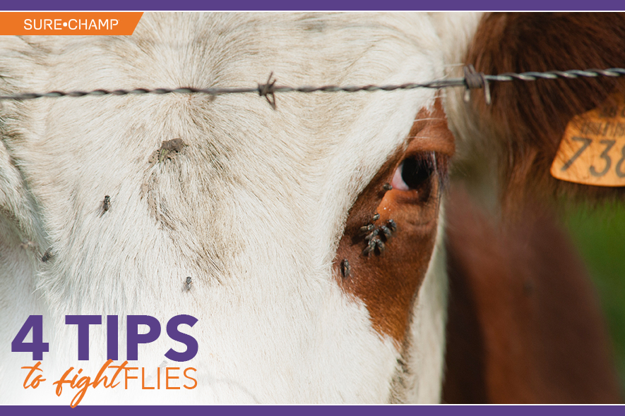 Four Tips to Fight Flies - Sure Champ