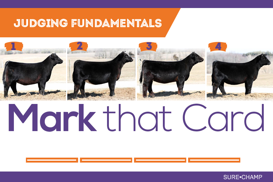 Mark That Card: Simmental Heifers - Sure Champ