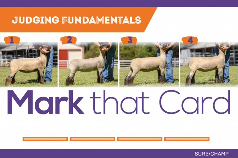 Judging Classes - Sure Champ