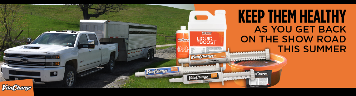 Homepage - Sure Champ