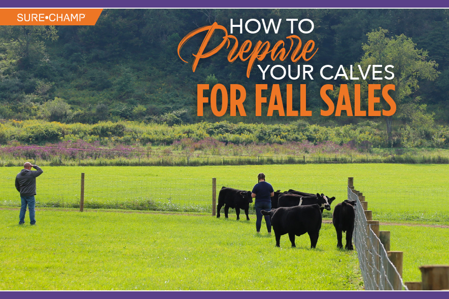 Getting Started with Show Cattle - Sure Champ