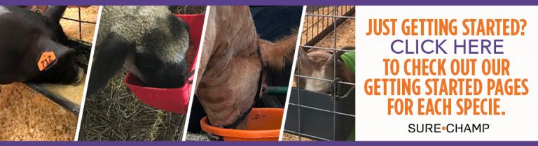 Homepage - Sure Champ