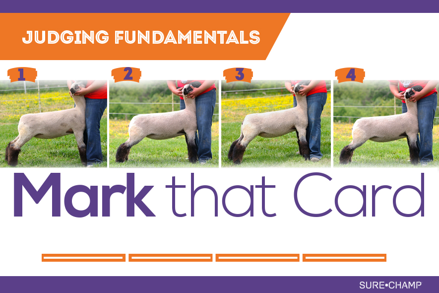 Mark That Card - Ewe Lambs - Sure Champ