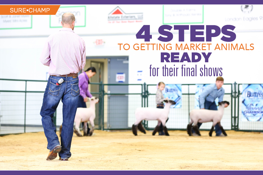 4 Steps to Getting Market Animals Ready for Their Final Shows - Sure Champ
