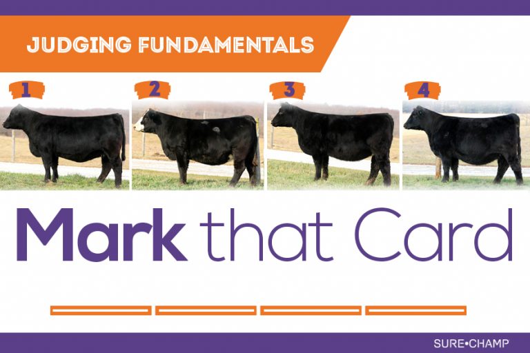 Judging Archives - Sure Champ