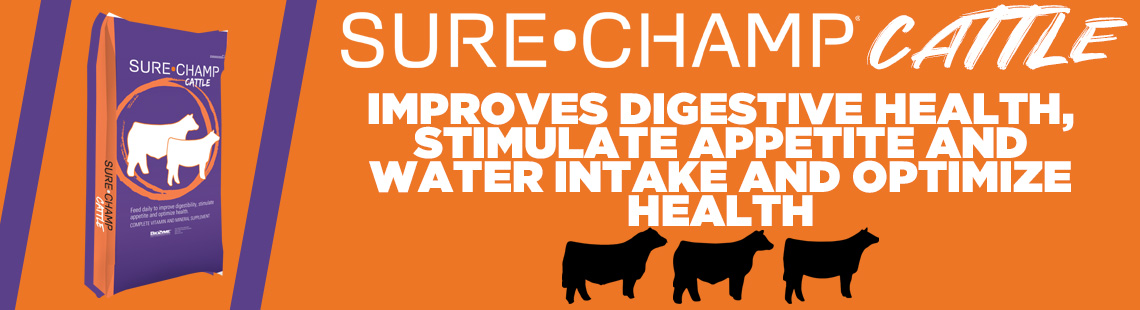 Homepage - Sure Champ