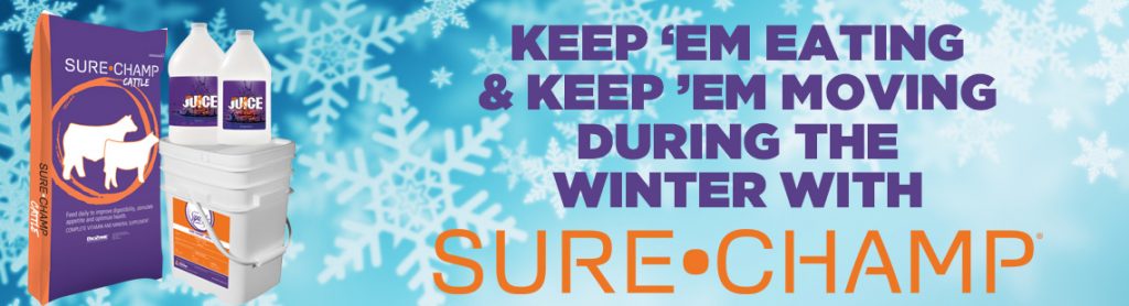 Homepage - Sure Champ