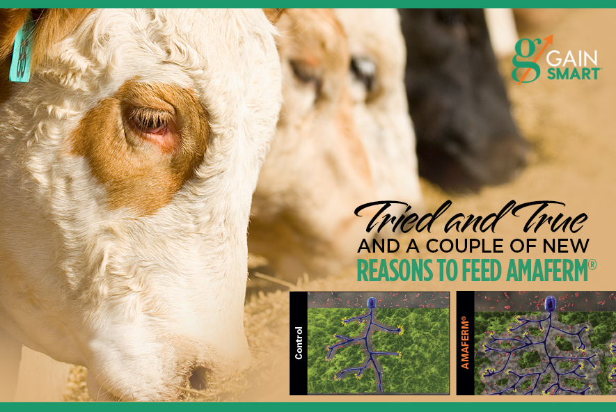 Amaferm: Tried and True - VitaFerm