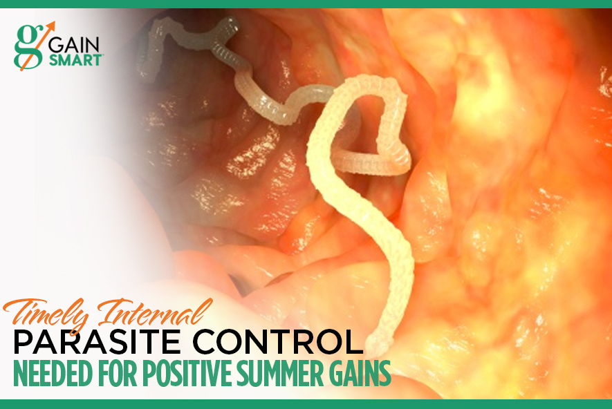 Timely Internal Parasite Control Needed for Positive Summer Gains ...