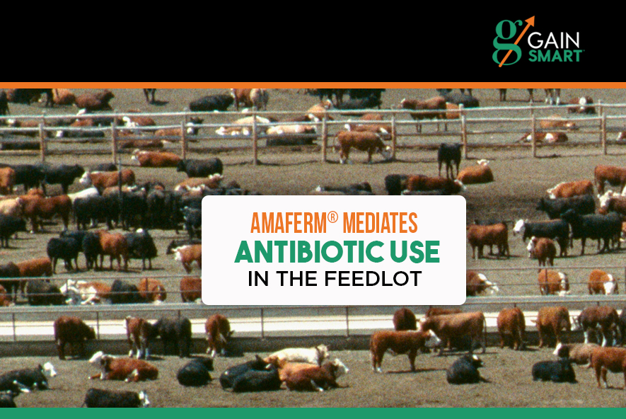 Amaferm Mediates Antibiotic Use in the Feedlot - VitaFerm