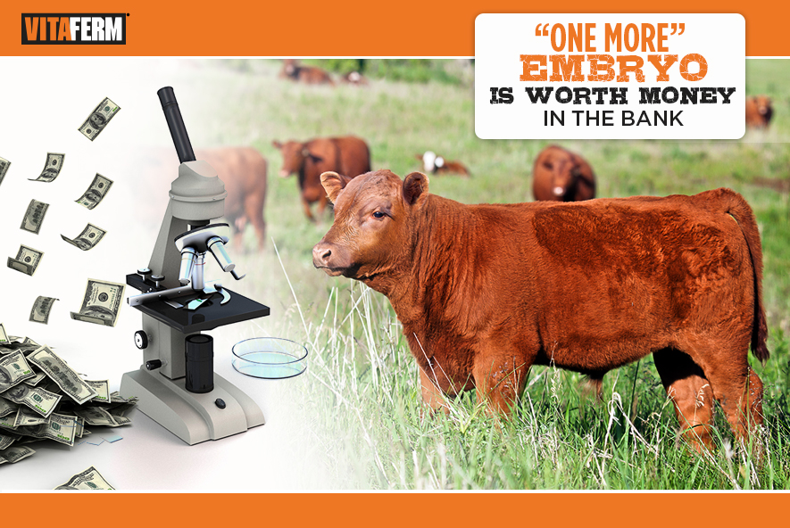 “One More” Embryo is Worth Money in the Bank - VitaFerm