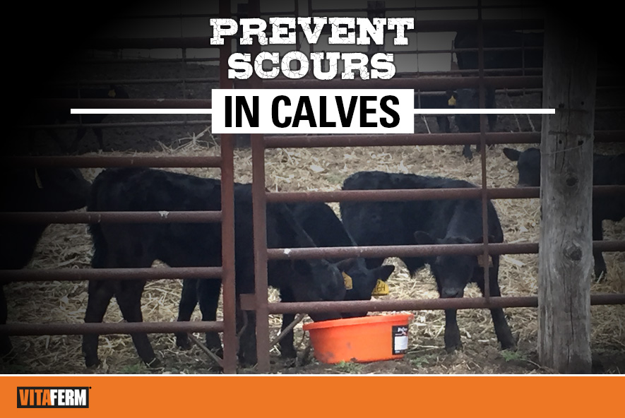 Preventing Scours at Calving Time - VitaFerm