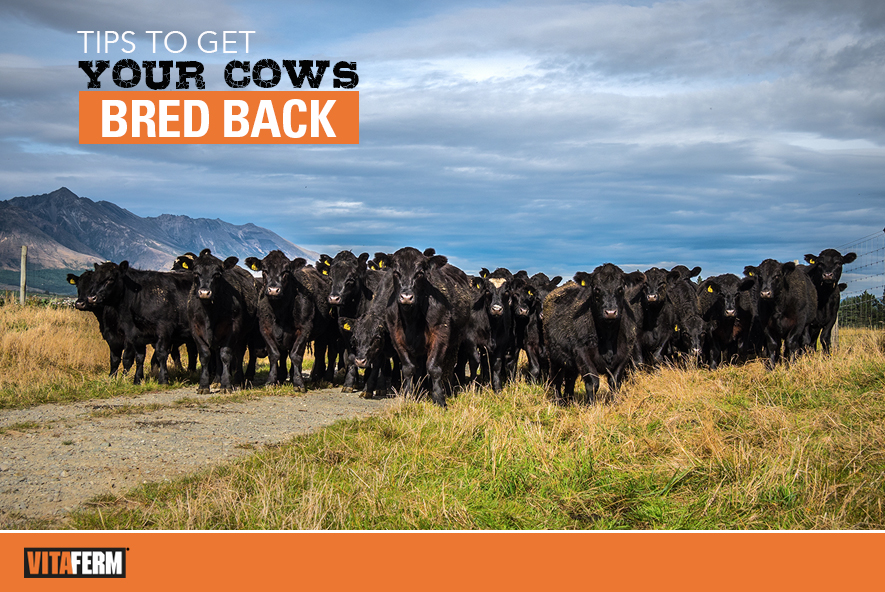 Tips to Get Your Cows Bred Back - VitaFerm